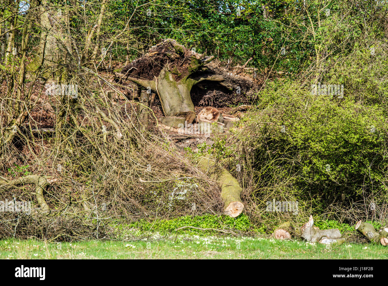 Fallen beech tree being processed for firewood Stock Photo - Alamy