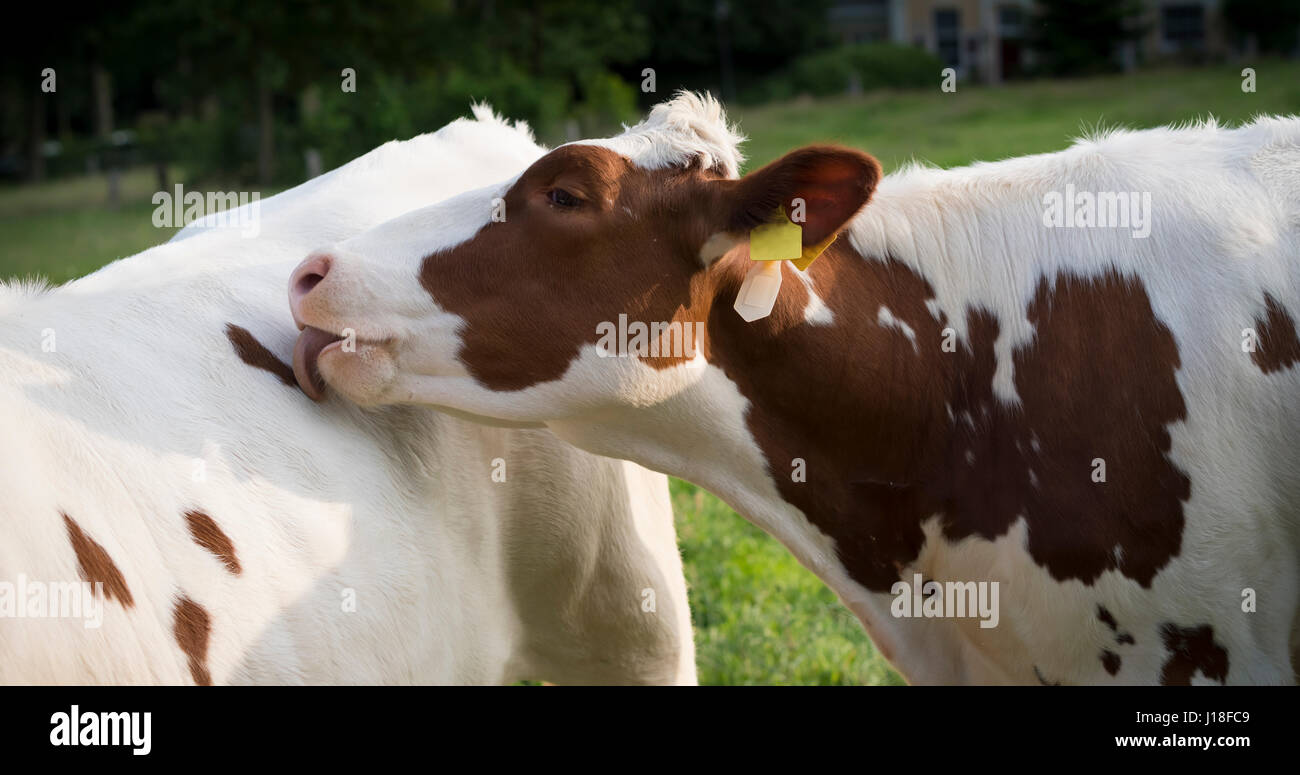 red frisian cow licking the back of another cow Stock Photo - Alamy