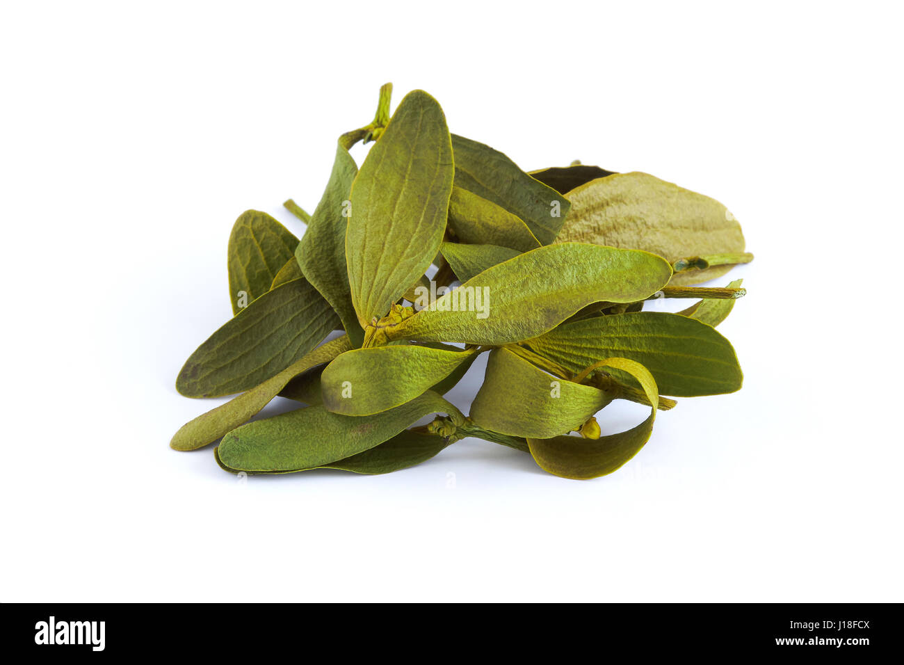 Pile of dried common mistletoe leaves isolated on white background ...