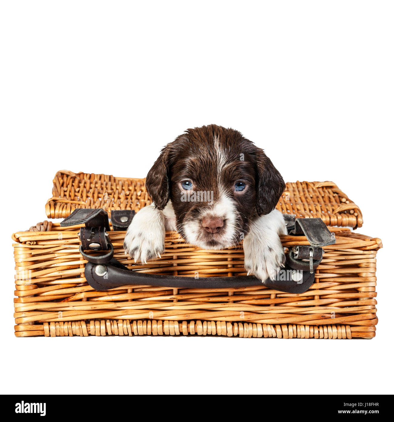 A 4 week old liver and white English Springer Spaniel puppy in a wicker ...