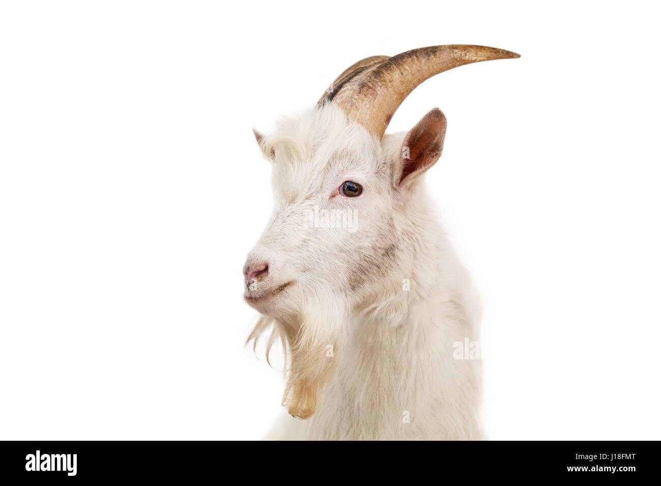 White goat isolated on white background Stock Photo - Alamy