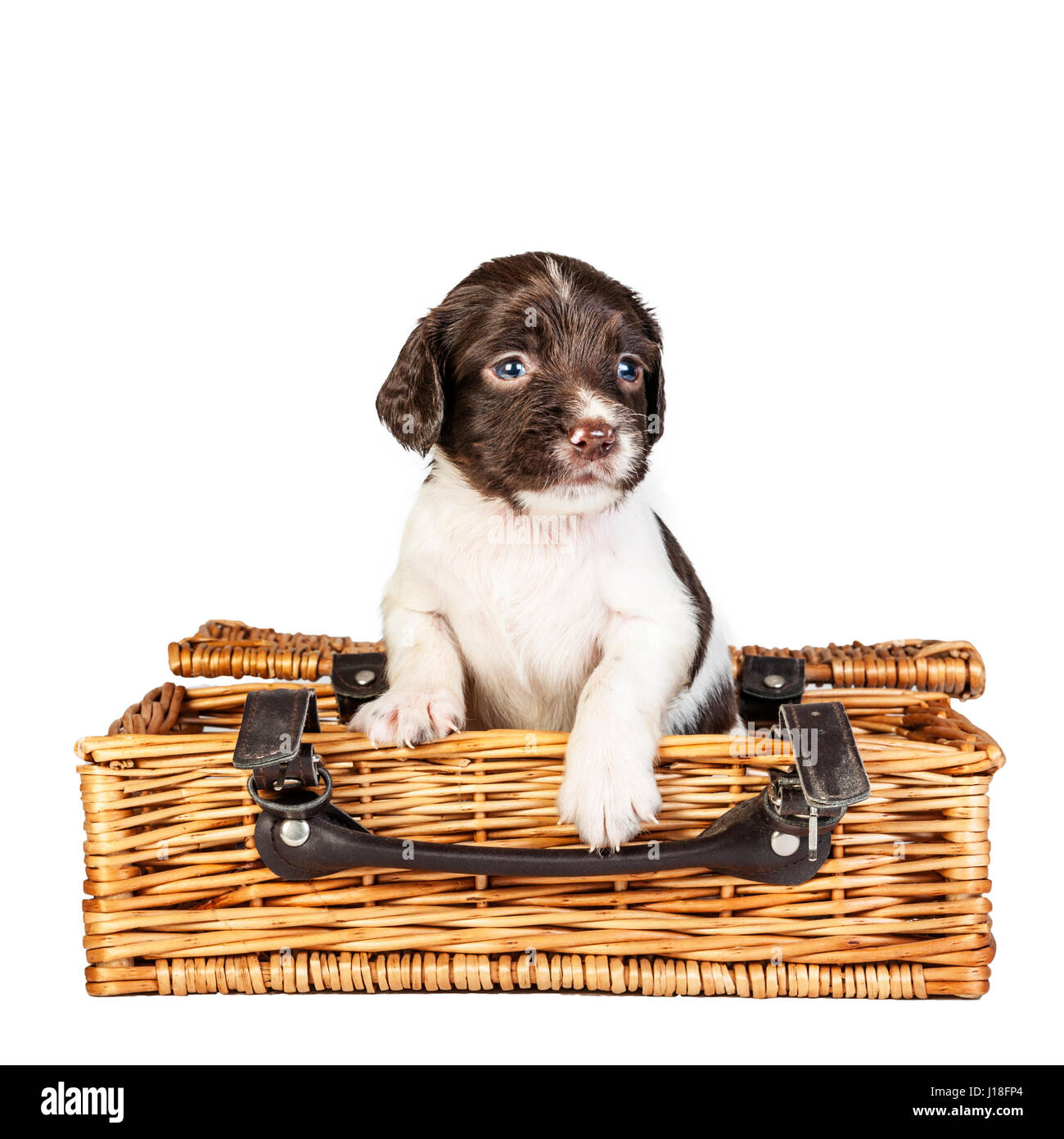 A 4 week old liver and white English Springer Spaniel puppy in a wicker ...