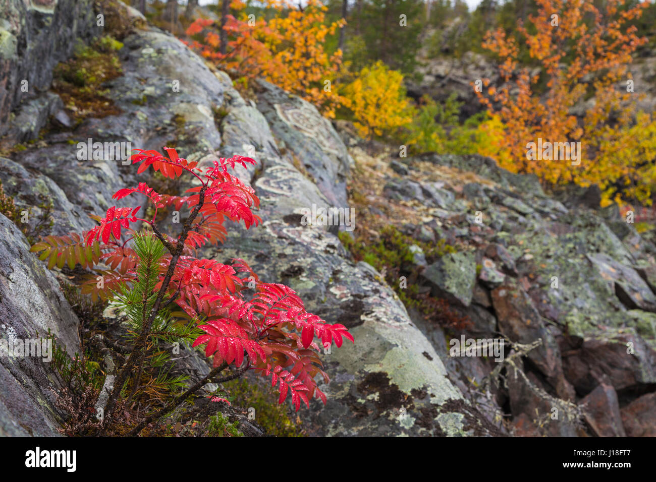 Rowan tree in autumn colors, Gällivare, Swedish Lapland, Sweden Stock ...