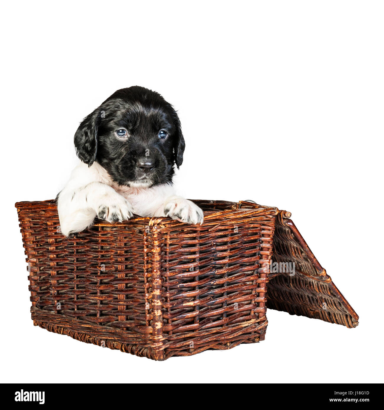 A 4 week old black and white English Springer Spaniel puppy in a wicker ...