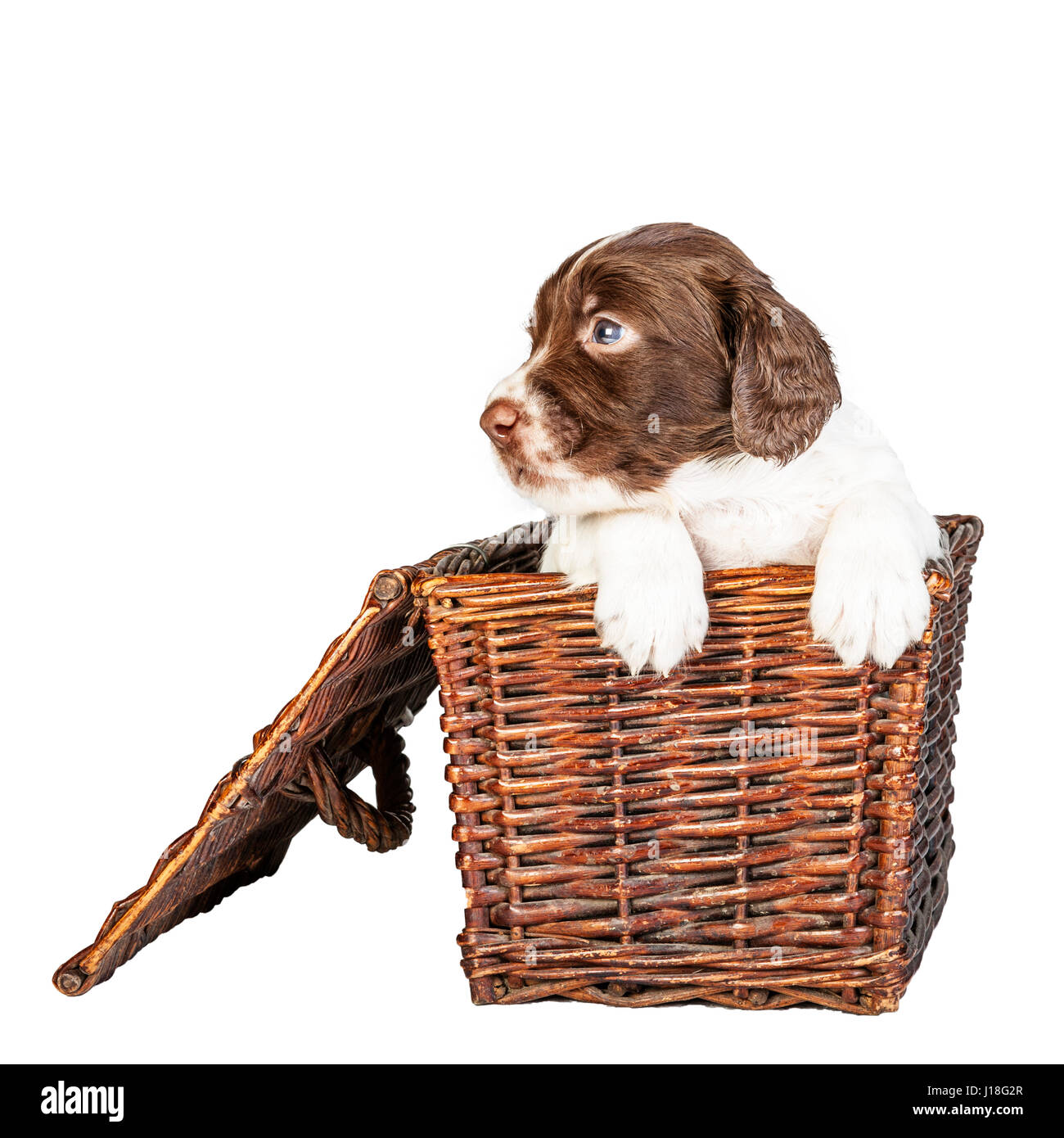A 4 week old liver and white English Springer Spaniel puppy in a wicker ...