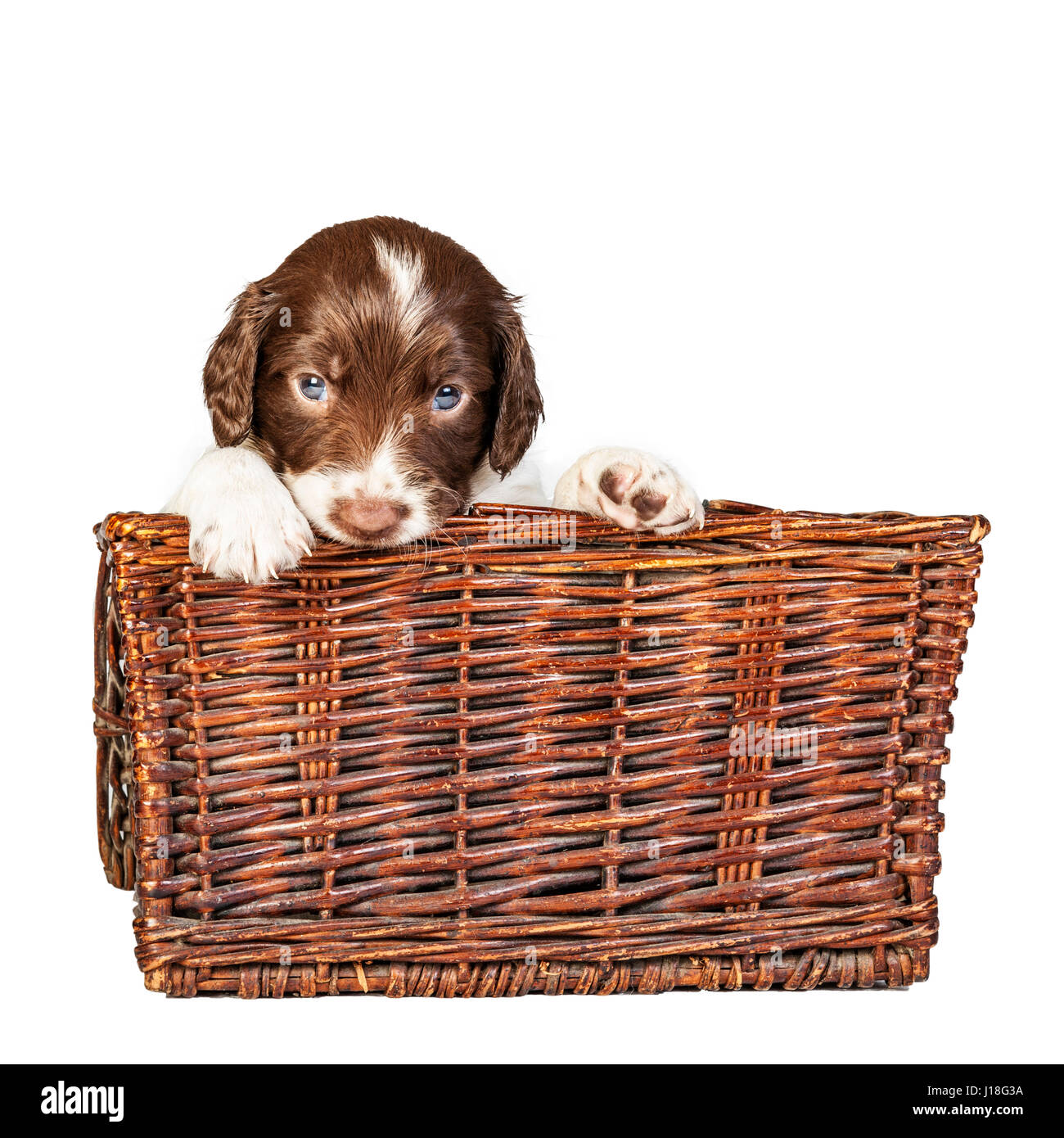 A 4 week old liver and white English Springer Spaniel puppy in a wicker ...