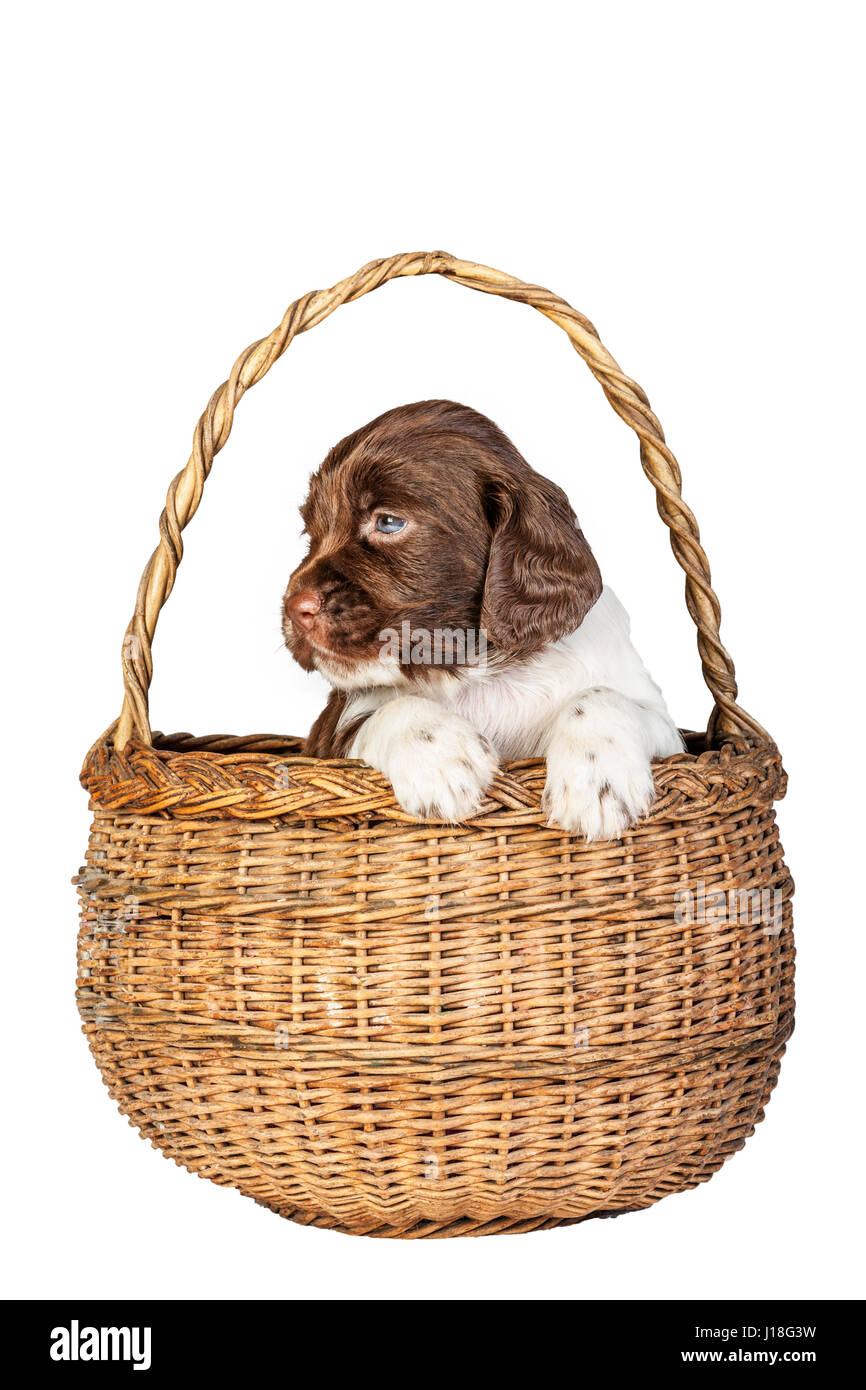 A 4 week old liver and white English Springer Spaniel puppy in a wicker ...
