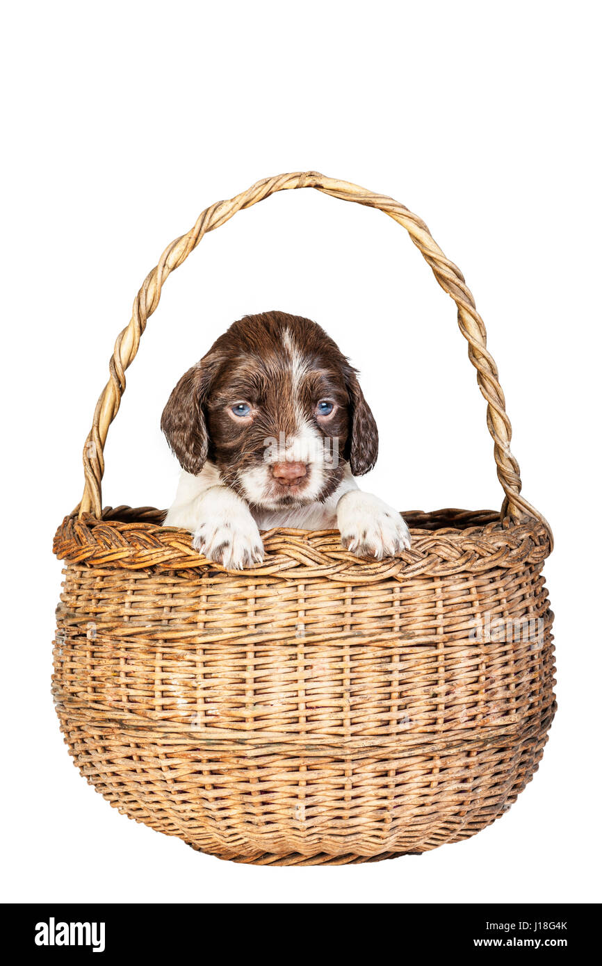 Liver white springer spaniel puppies hi-res stock photography and ...