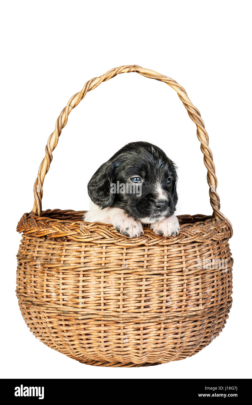 A 4 week old black and white English Springer Spaniel puppy in a wicker ...