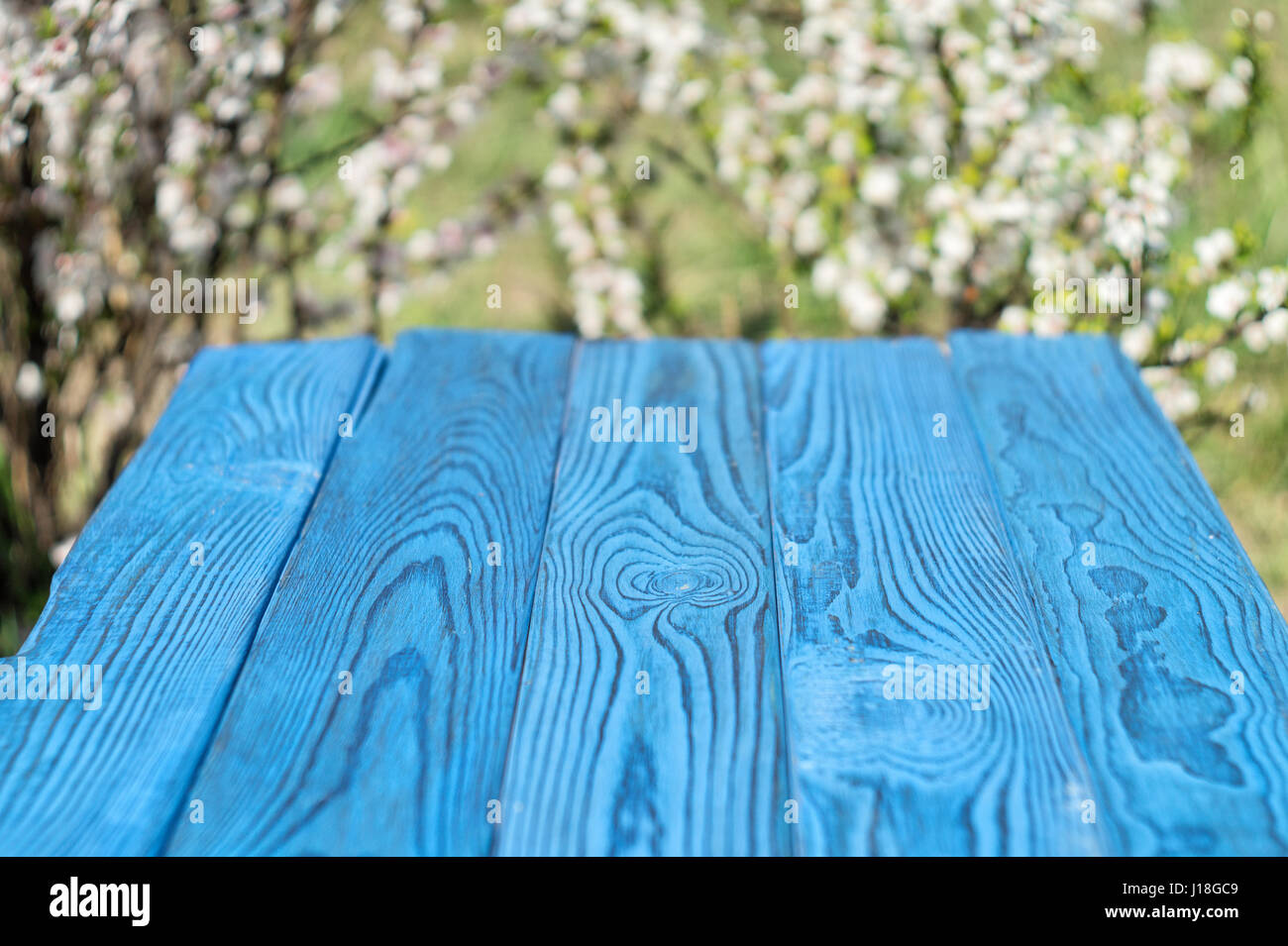 Wooden table of blue boards against the background of a flowering bush ...