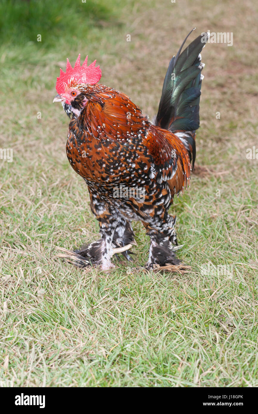 Barbu d'Uccle (Belgian Bantam) cockerel outdoors on grass Stock Photo ...