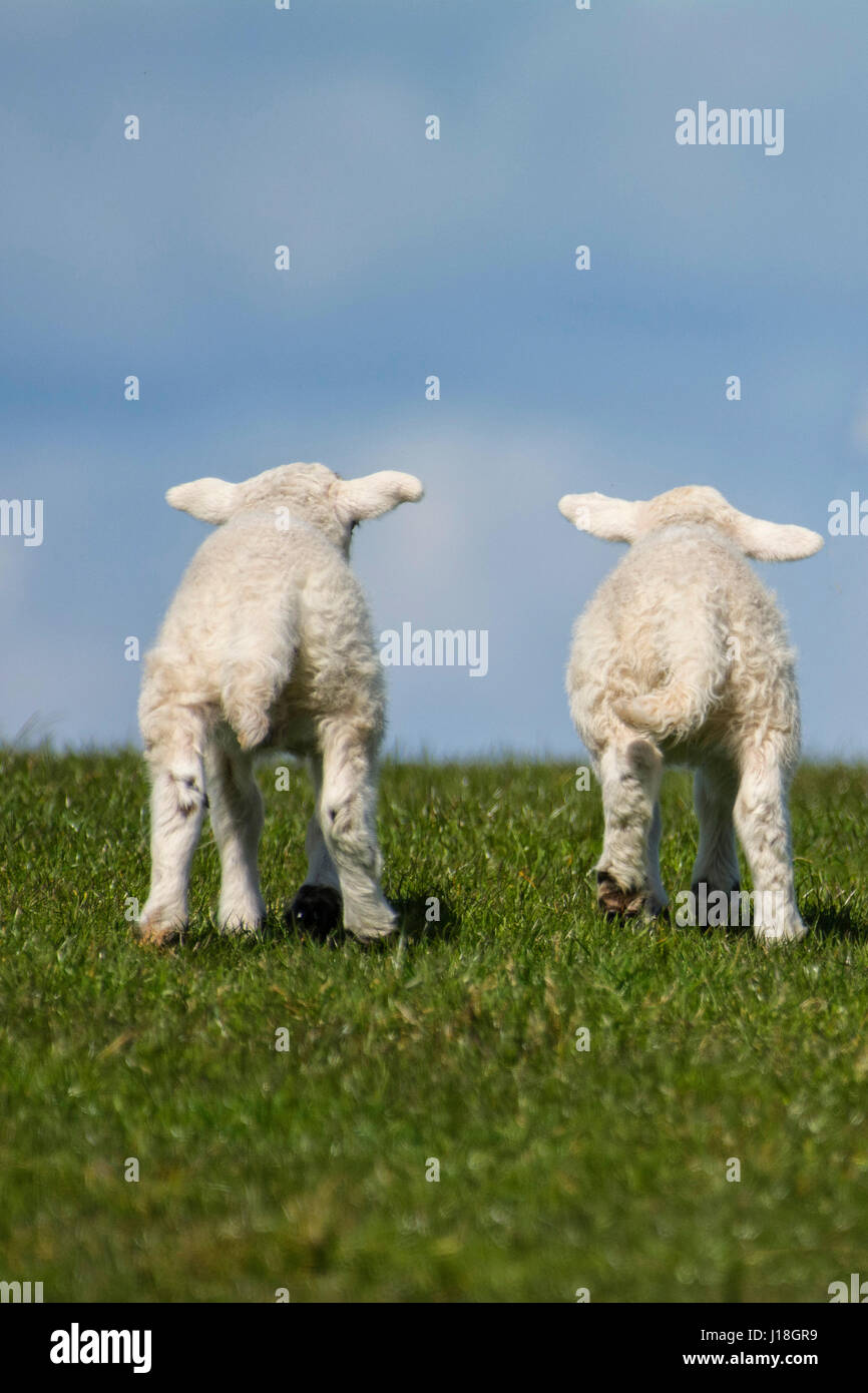 Two lambs running hi-res stock photography and images - Alamy