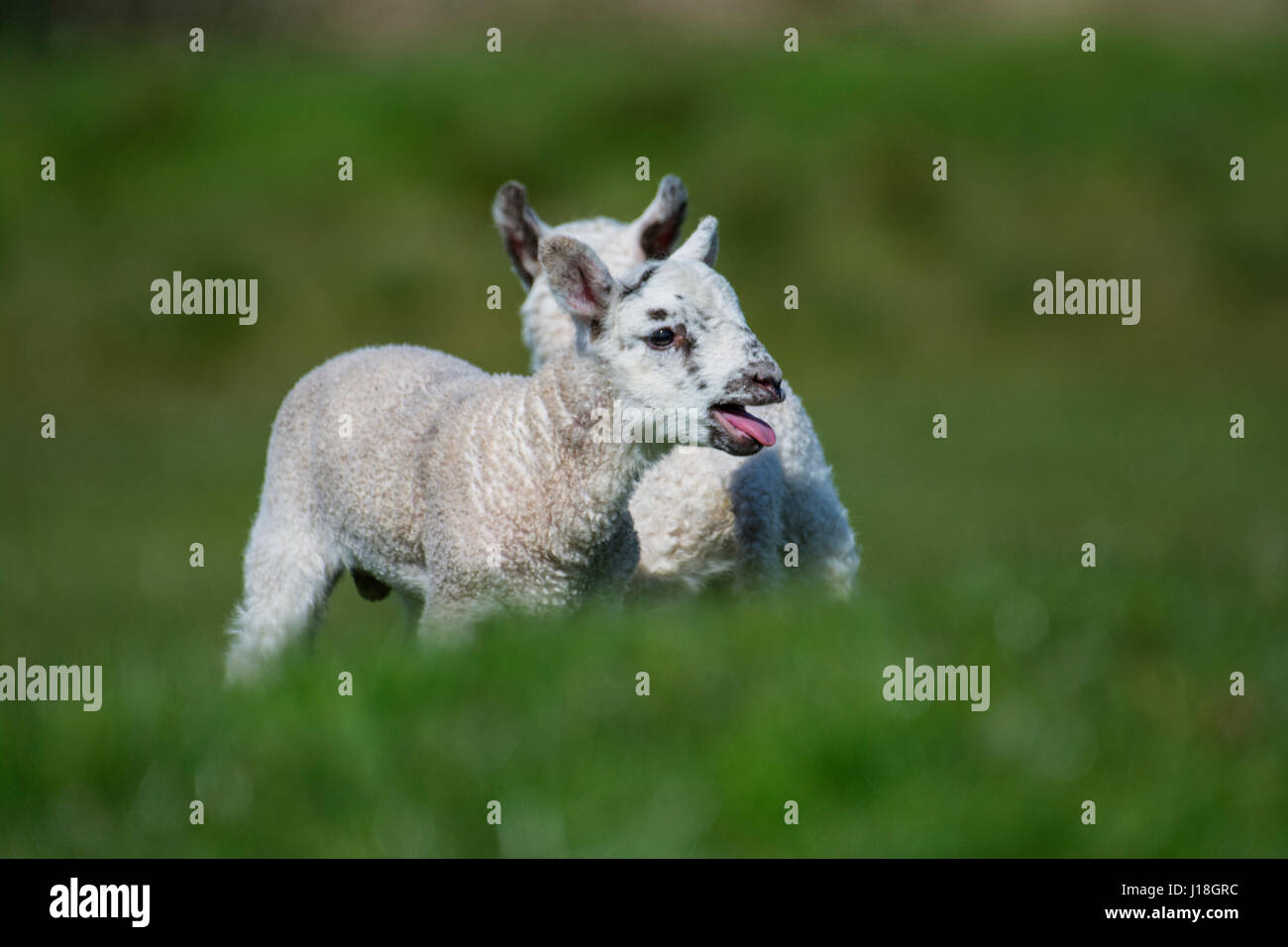 Two lambs running hi-res stock photography and images - Alamy
