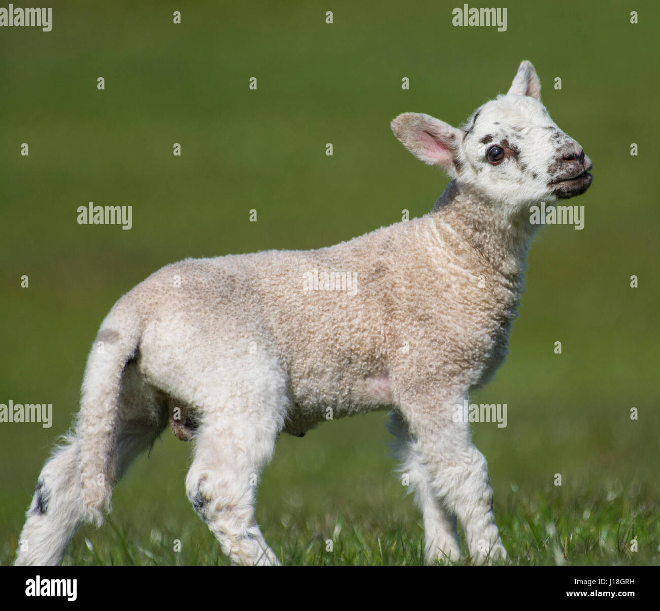 Sheep baaing hi-res stock photography and images - Alamy