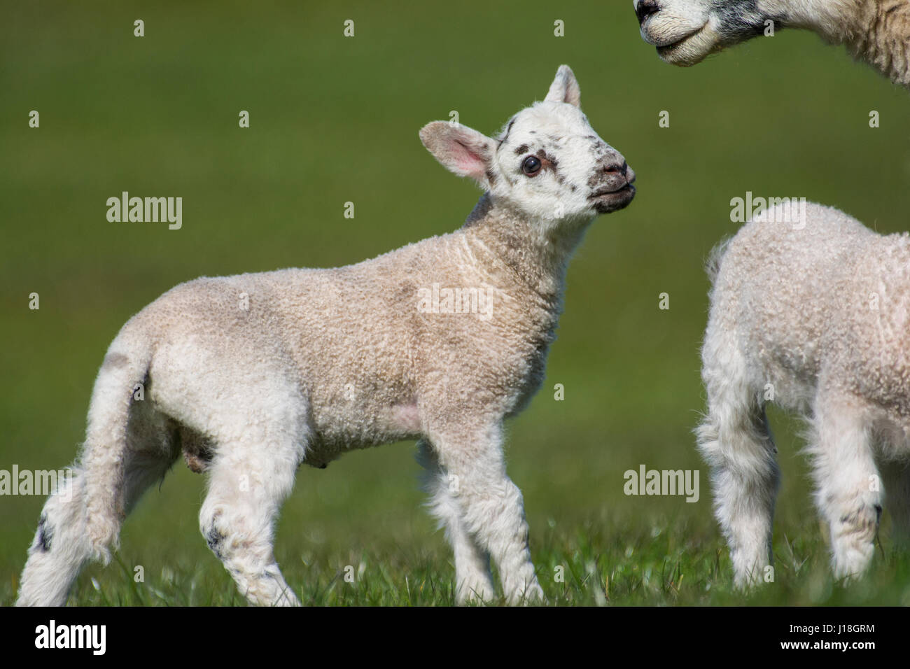 Two lambs running hi-res stock photography and images - Alamy