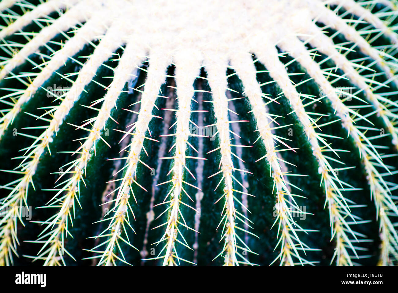 Cactus field desert canada hi-res stock photography and images - Alamy