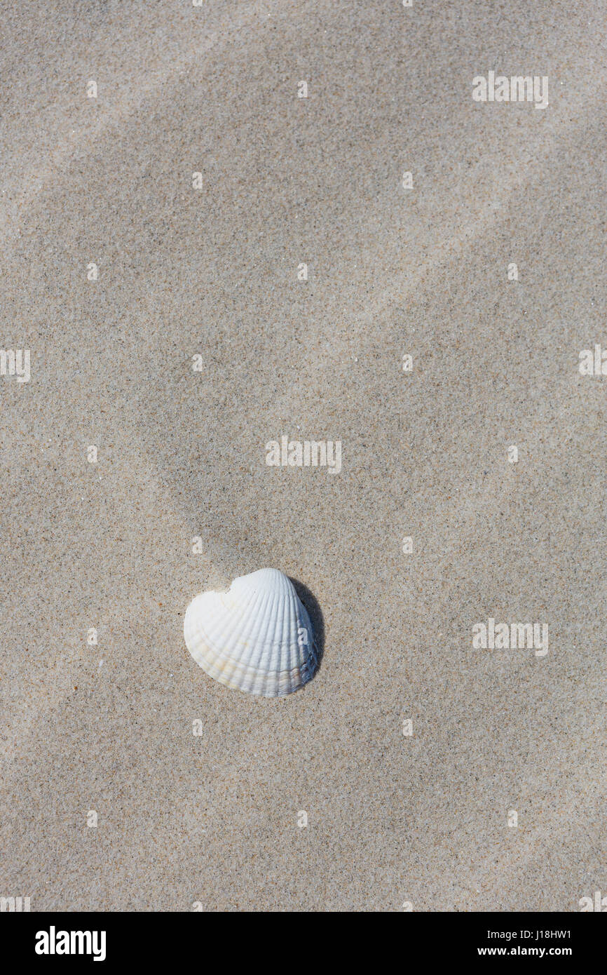 One sea shell with sand Stock Photo - Alamy