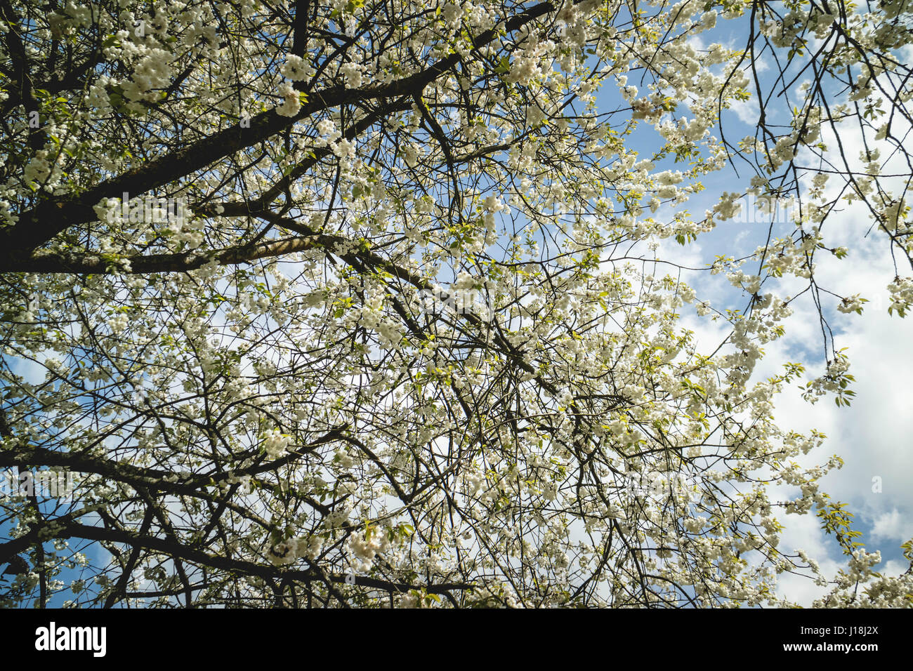 White blossoming pear tree in garden Stock Photo - Alamy