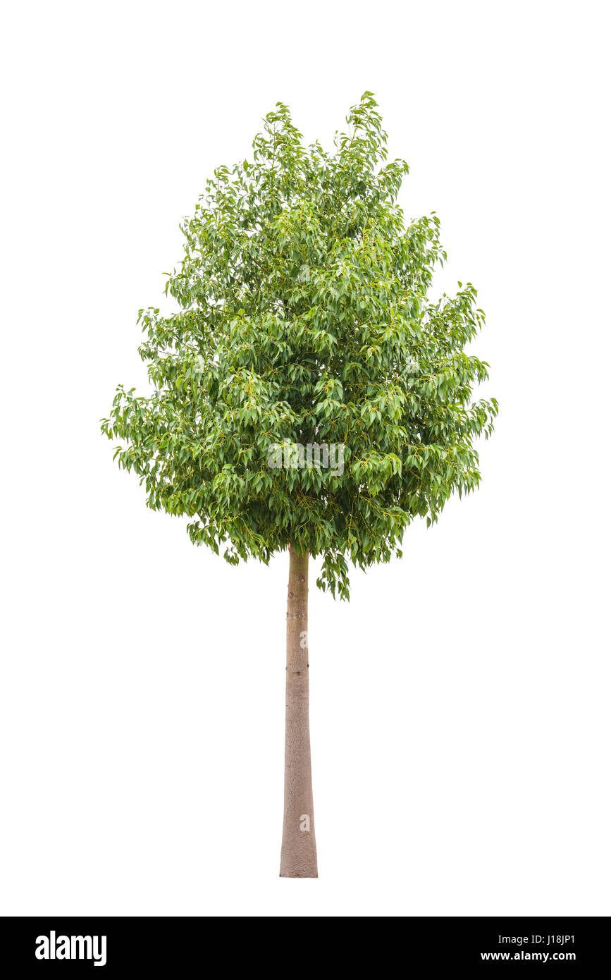 Green beautiful and young ficus tree isolated on white background Stock ...