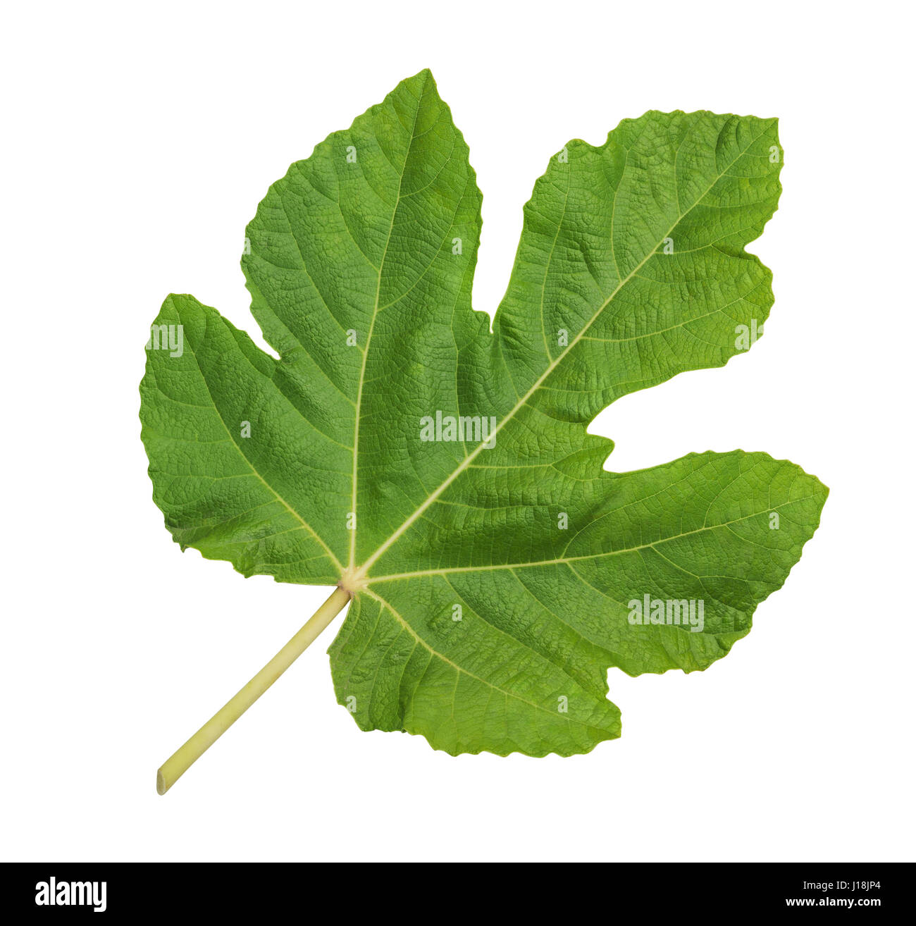 Man fig leaf Cut Out Stock Images & Pictures - Alamy