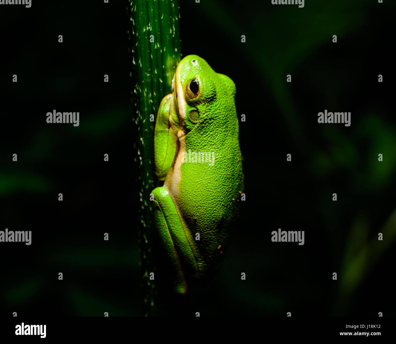 Little Green Tree frog in a dark forest (Landscape Stock Photo - Alamy