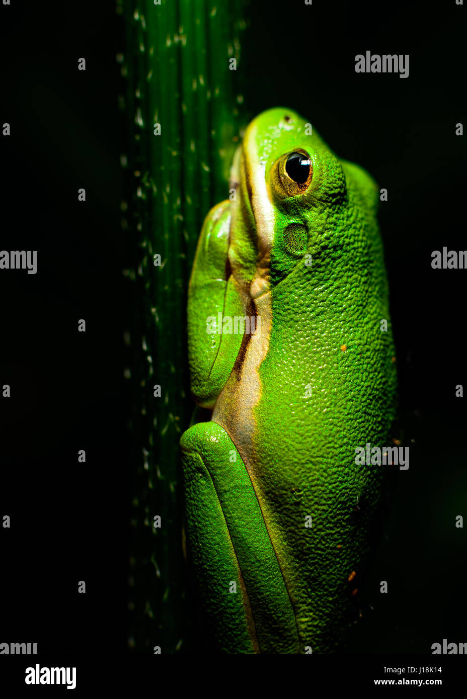 One australian tree frog hi-res stock photography and images - Alamy