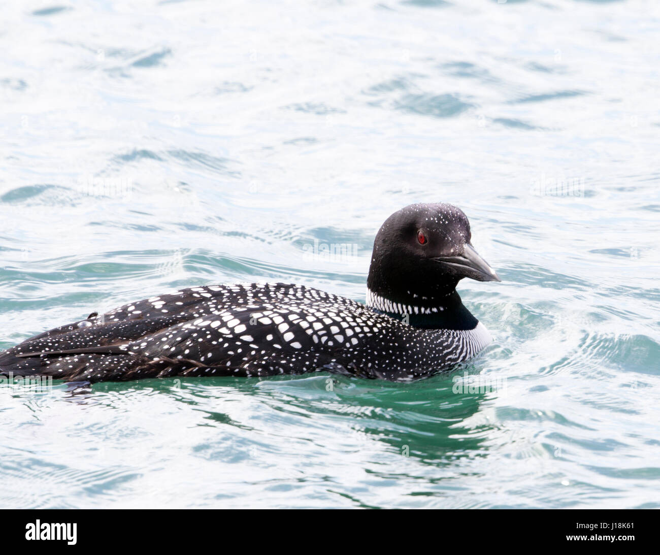 Common Loon in Breeding Plumage Stock Photo - Alamy