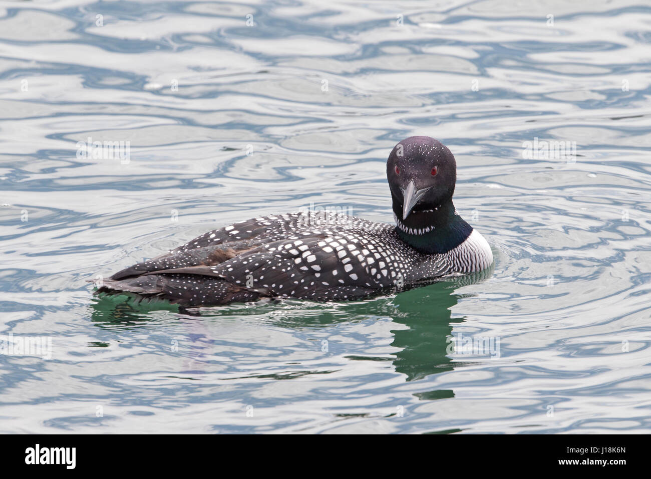 Common Loon in Breeding Plumage Stock Photo - Alamy