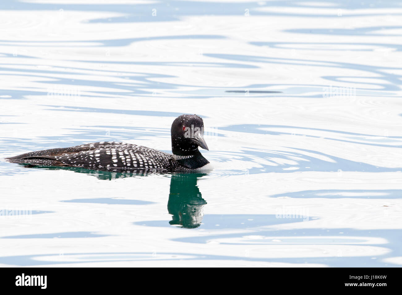 Common Loon in Breeding Plumage Stock Photo - Alamy