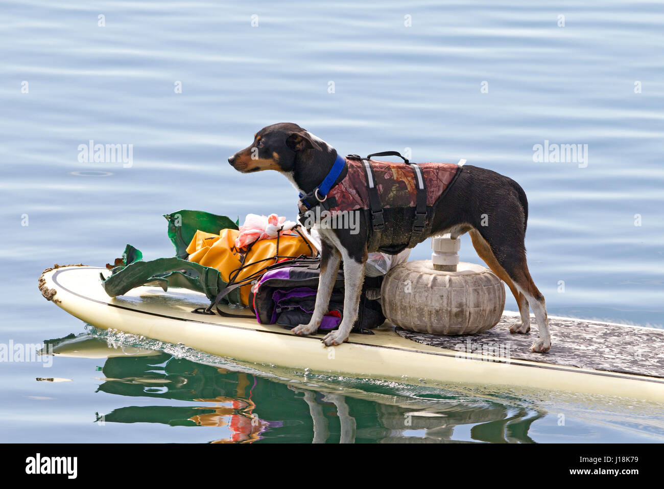 Dog on Paddleboard Stock Photo - Alamy