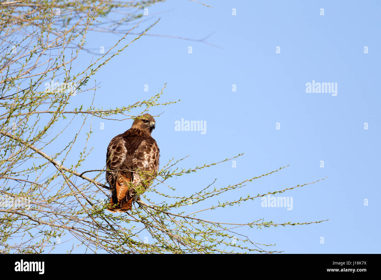 Red tailed Hawk Looking Back over Shoulder Stock Photo - Alamy