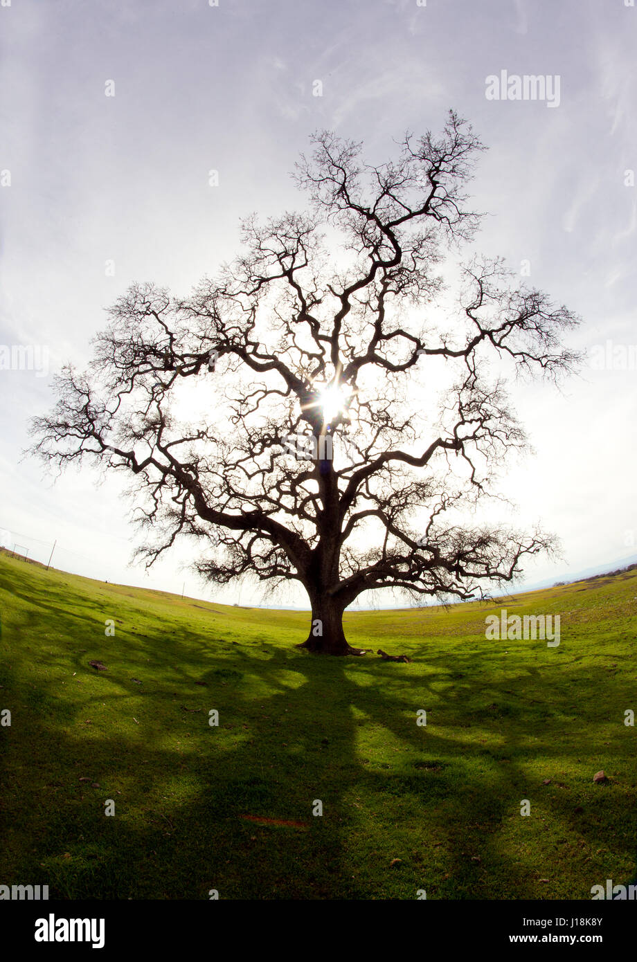 Large oak tree hi-res stock photography and images - Alamy