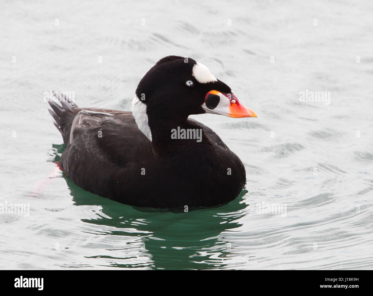 Surf scoter closeup hi-res stock photography and images - Alamy