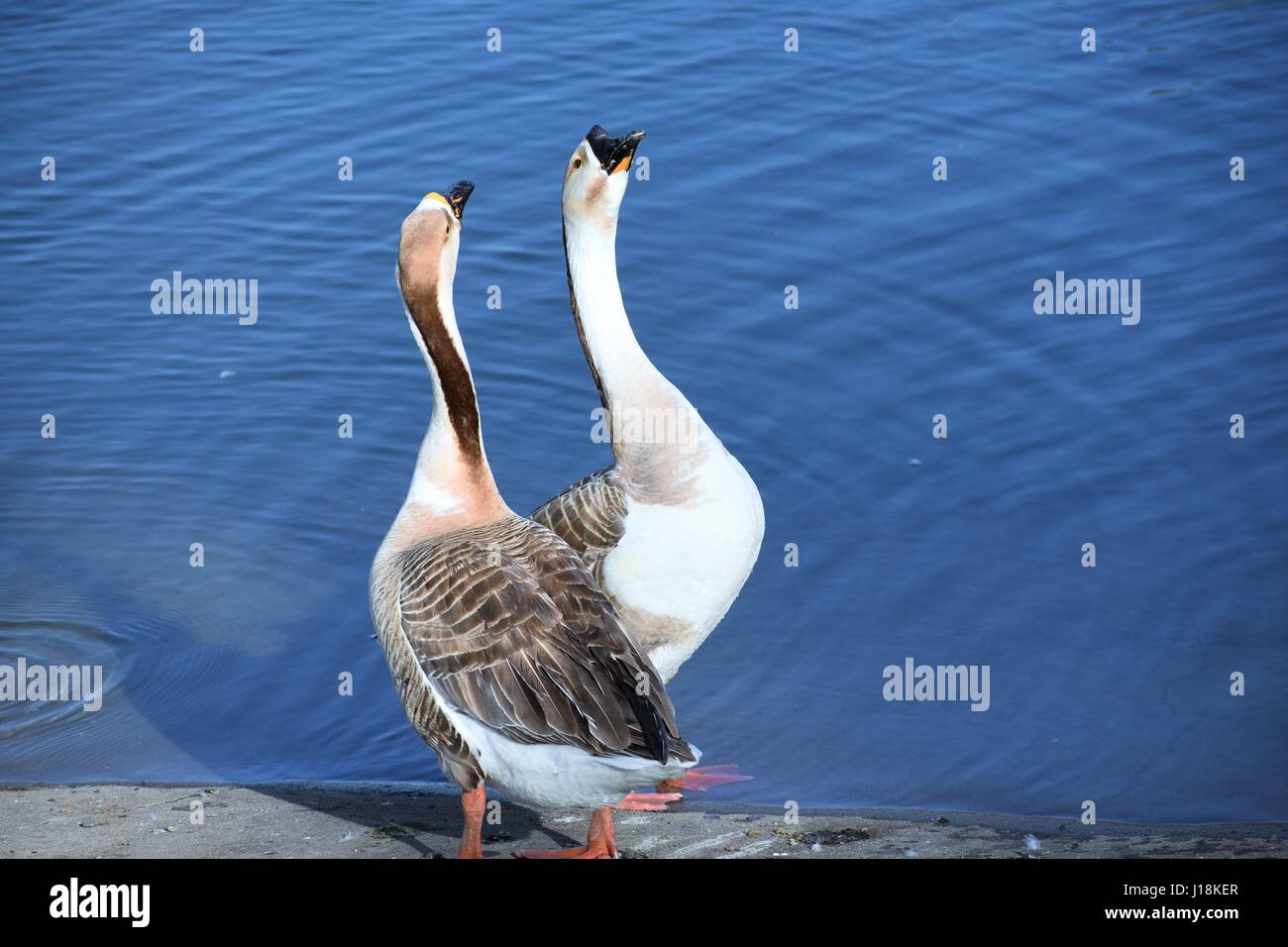 Verma hi-res stock photography and images - Alamy
