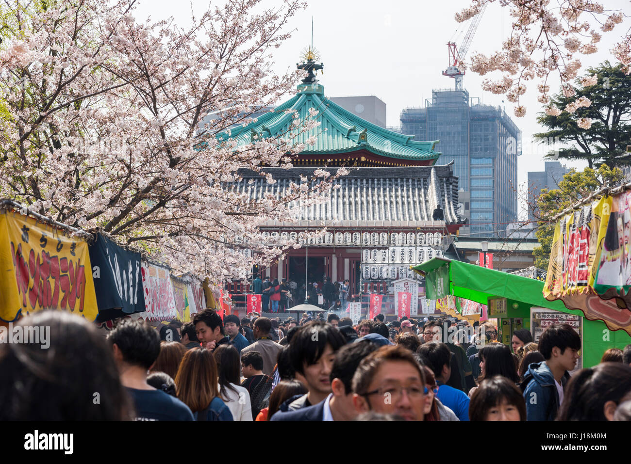 Cherry Blossom, Ueno Park, Taito-ku, Tokyo, Japan Stock Photo - Alamy