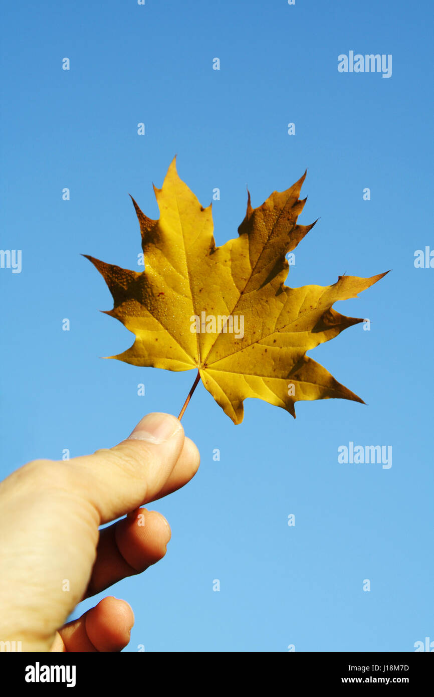 Hand holding golden yellow hi-res stock photography and images - Alamy