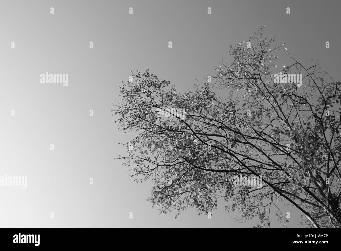 A tree with few leaves left in black and white Stock Photo - Alamy