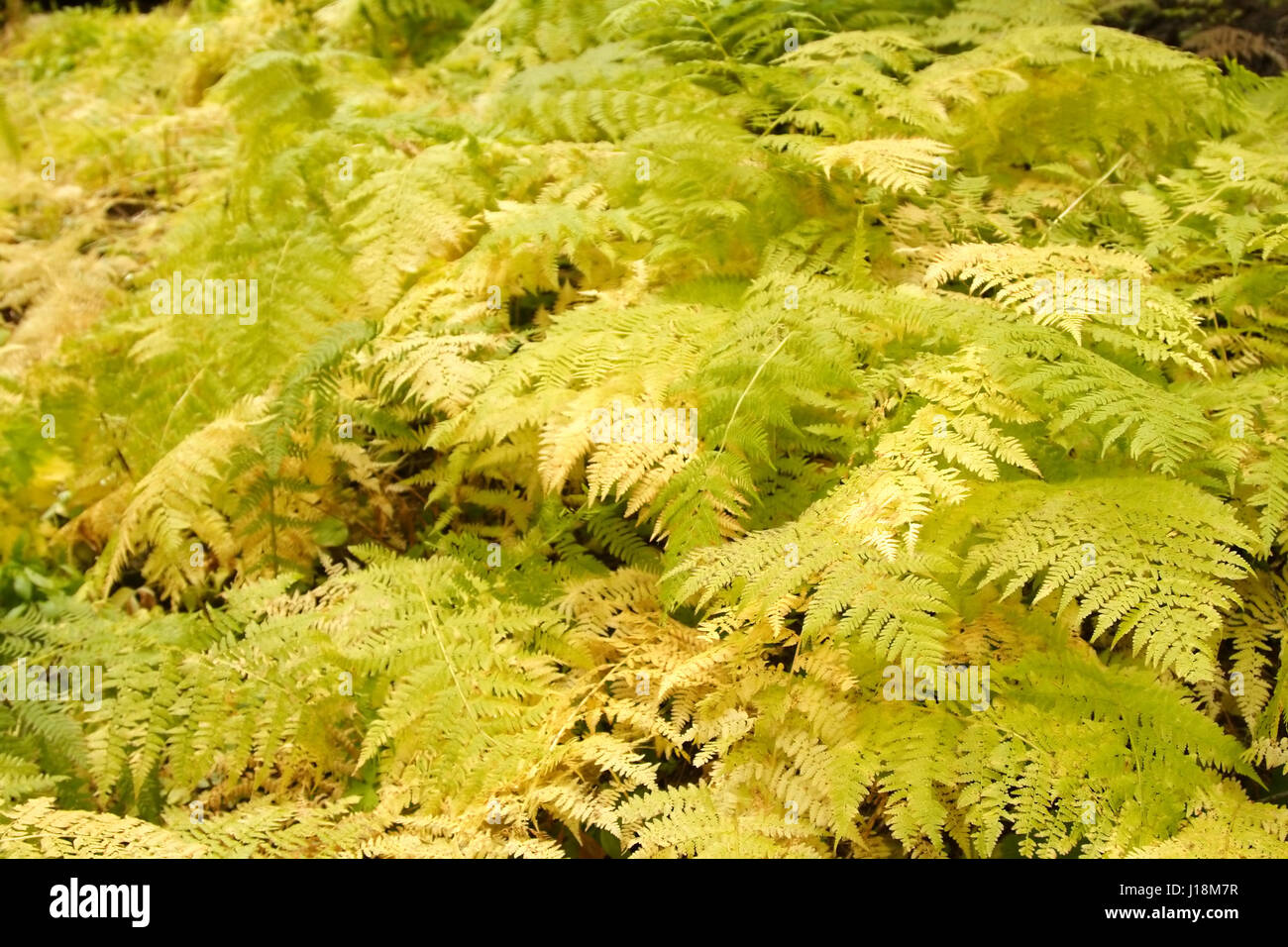 A bunch of green and lush ferns Stock Photo - Alamy