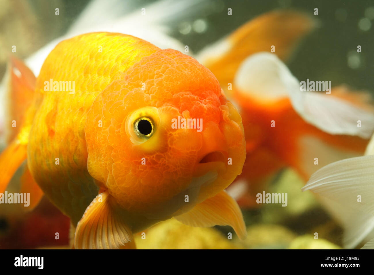 A close up of a lion head goldfish Stock Photo - Alamy