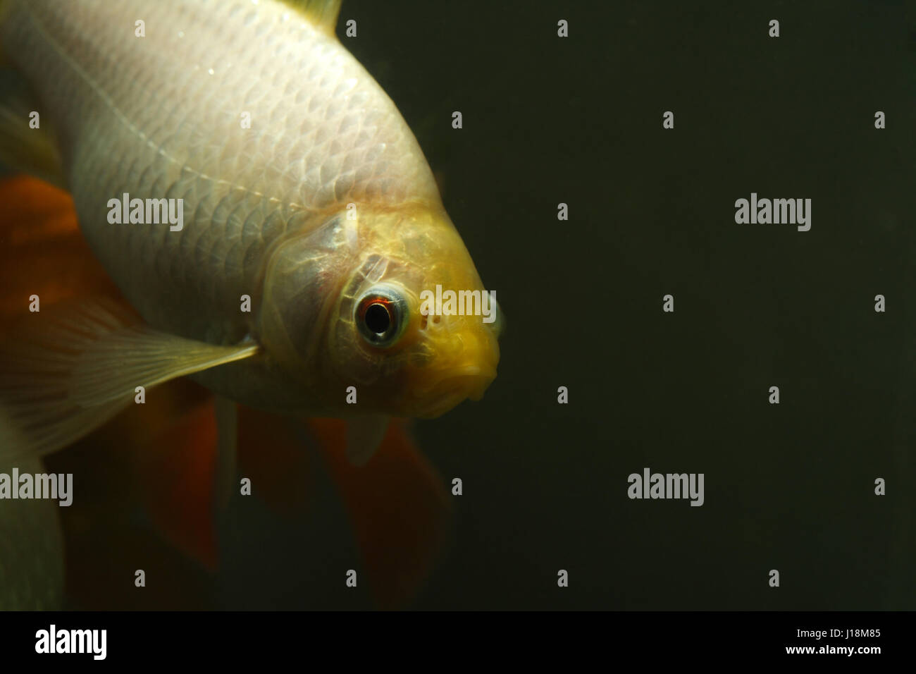 A close up picture of a common goldfish with the spotlight on the back ...