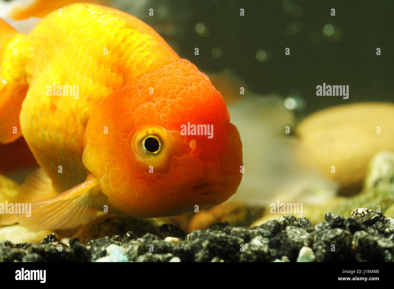 A close up shot of a lion head goldfish Stock Photo - Alamy