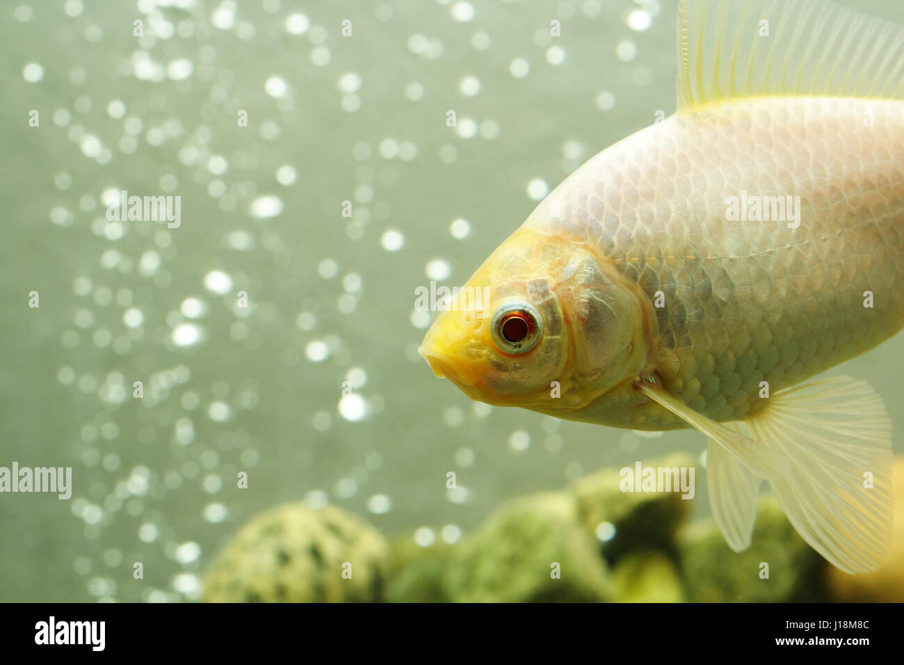 A close up shot of a white common goldfish Stock Photo - Alamy