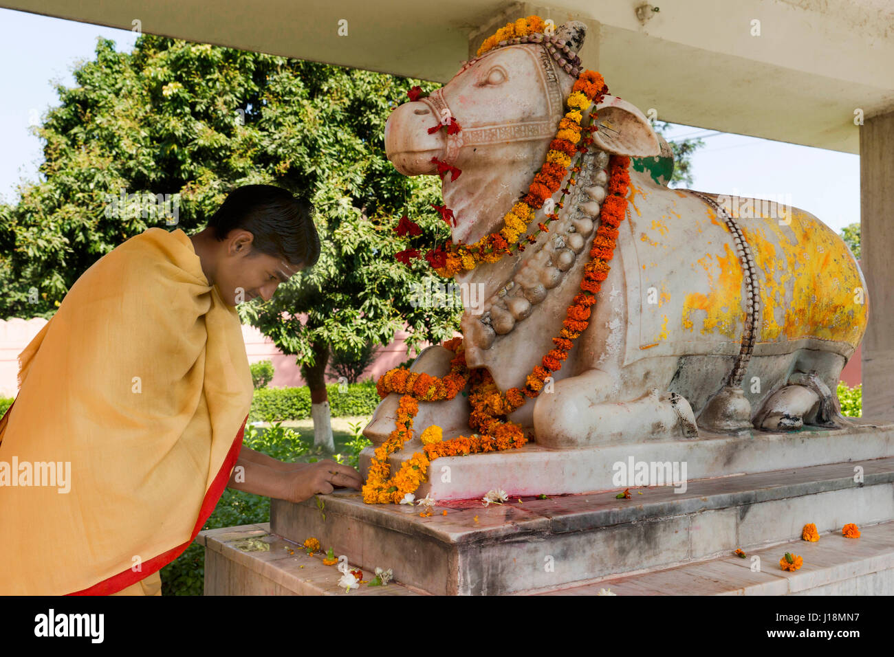 Devotee praying to nandi statue, varanasi uttar pradesh, india, asia ...