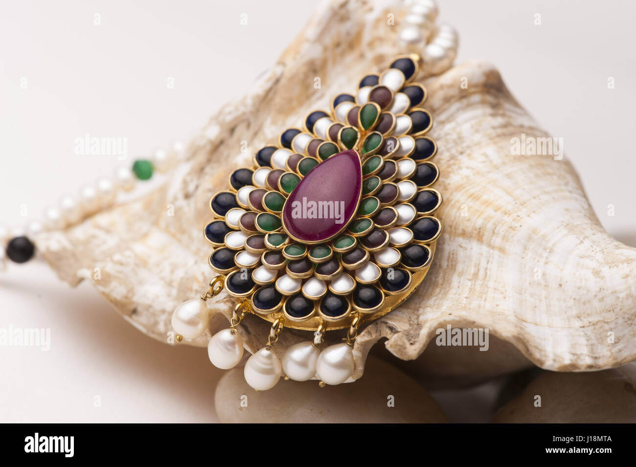 Conch Shell India High Resolution Stock Photography and Images - Alamy