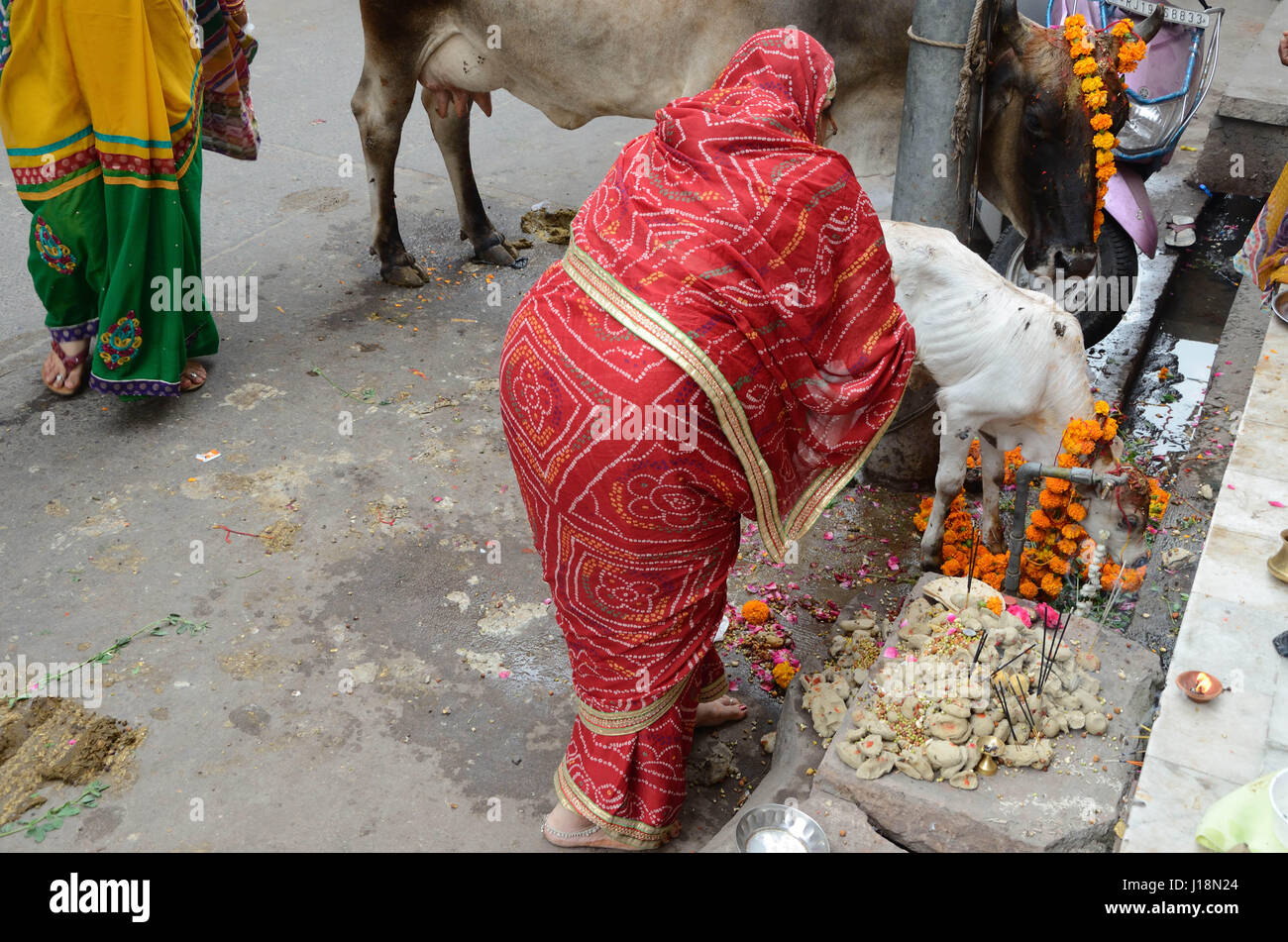 India cow garlands hi-res stock photography and images - Alamy