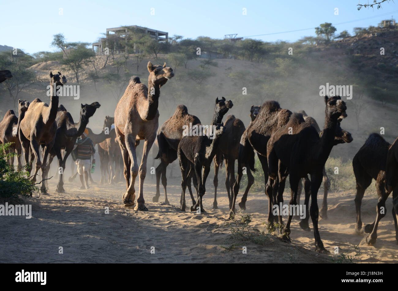 Camel herd returning home hi-res stock photography and images - Alamy