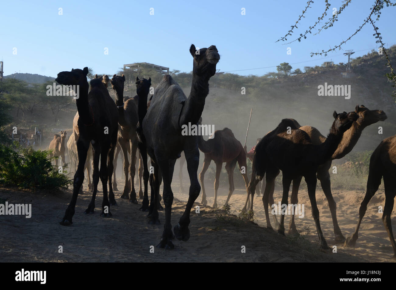 Bajuka camel herd returning home, pushkar fair, pushkar, rajasthan ...