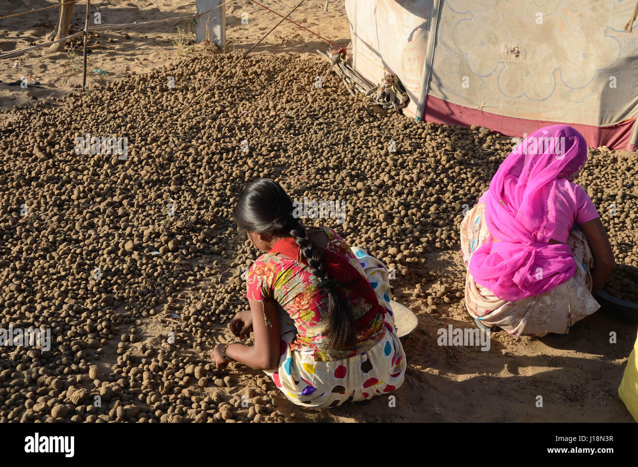 Women collecting camel dung, pushkar fair, rajasthan, india, asia Stock ...