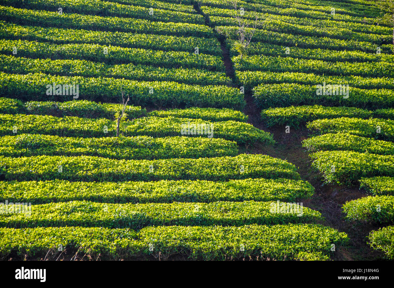 Tea plantation on hill, vagamon, kerala, india, asia Stock Photo - Alamy