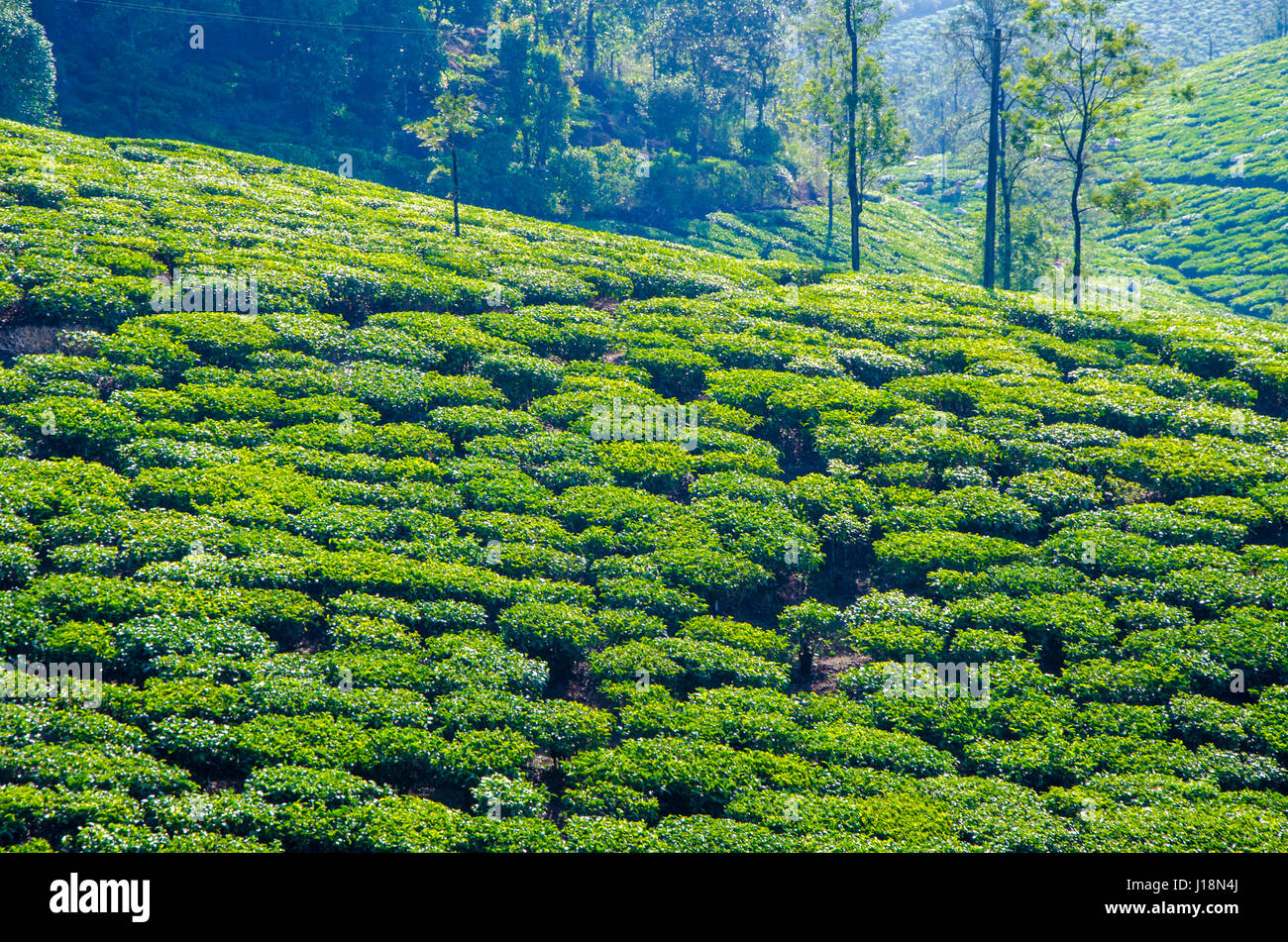 Tea plantation on hill, vagamon, kerala, india, asia Stock Photo - Alamy